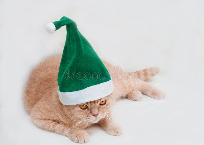 Red Scottish Fold Cat in Hat Stock Photo - Image of cute, scottish ...