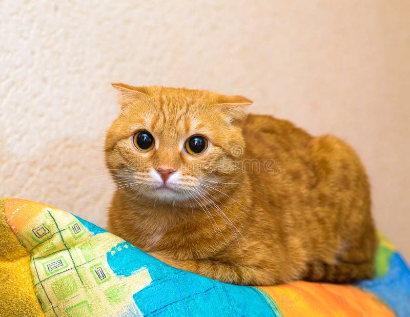 Scottish Fold Red Eared Cat with Small Ears Resting on a Shelf. at ...