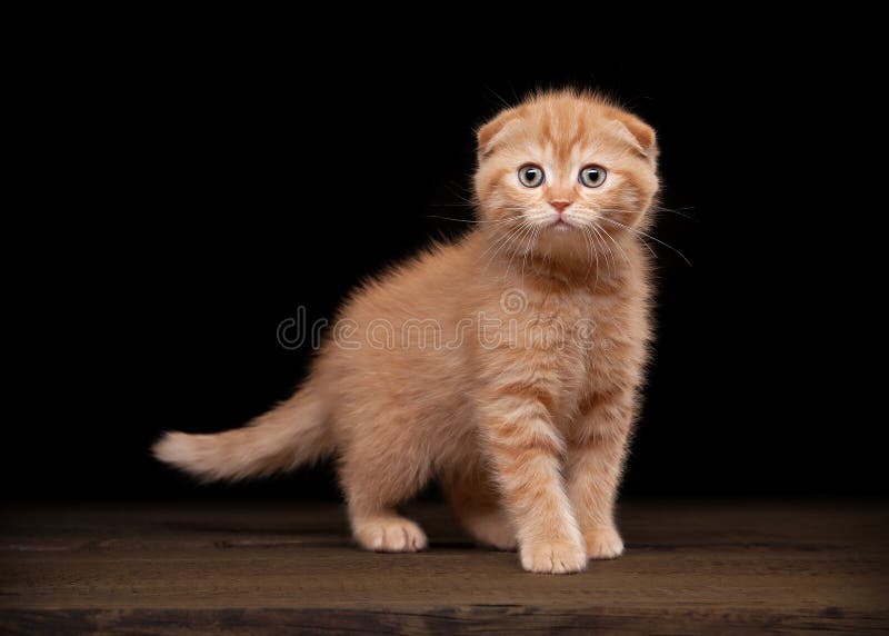 Red Scottish Fold Kitten on Table with Wooden Texture Stock Photo ...