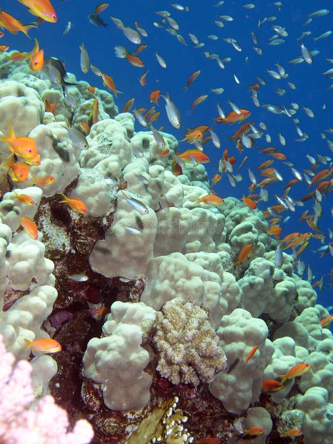 Red sea stock photo. Image of nature, idyllic, scene, observatory - 1902014