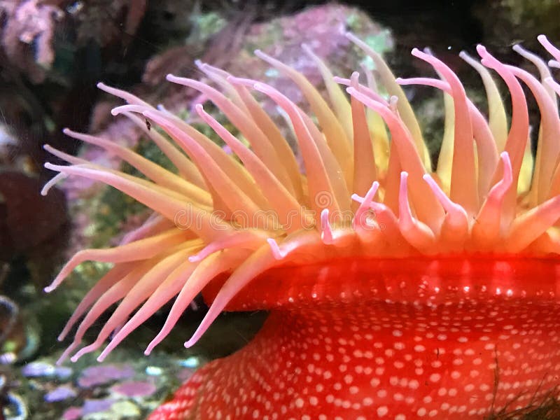 Red Sea Anemone stock photo. Image of color, aquatic - 85450286