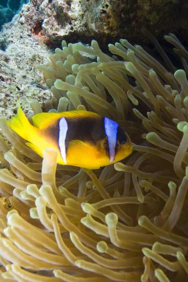 Red sea anemone fish stock image. Image of life, coral - 13852929
