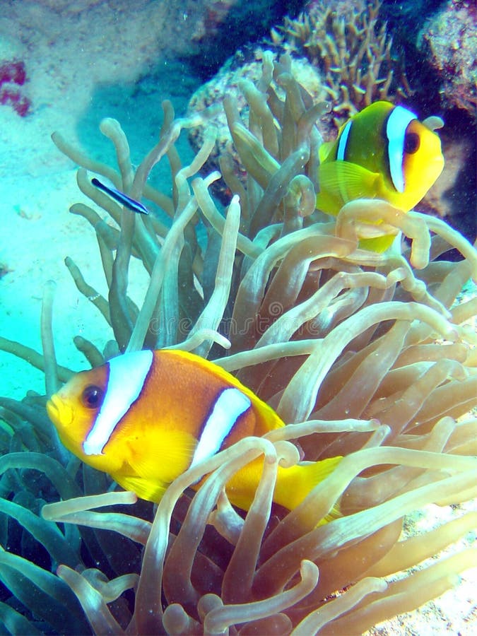 Red Sea Anemone fish stock photo. Image of tail, creature - 552706