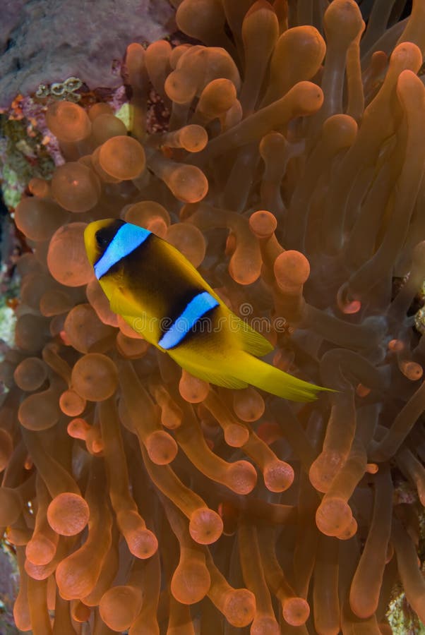 Red Sea Anemonefish (amphiprion Bicinctus) Stock Photo - Image of ...