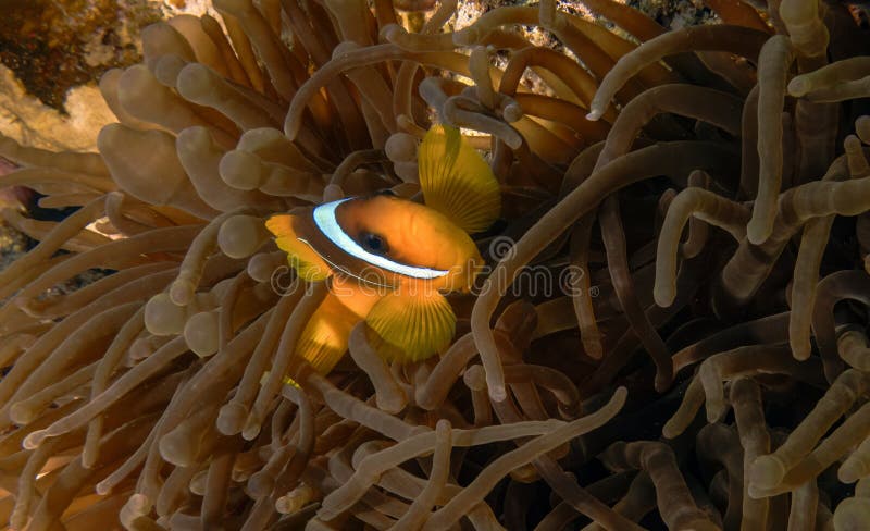 Red Sea Anemonefish (Amphiprion Bicinctus) in the Red Sea Stock Photo ...