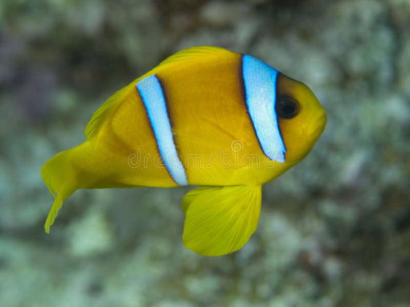 Clown Fish, Blue Water, Coral Reef - Red Sea Anemo Stock Image - Image ...