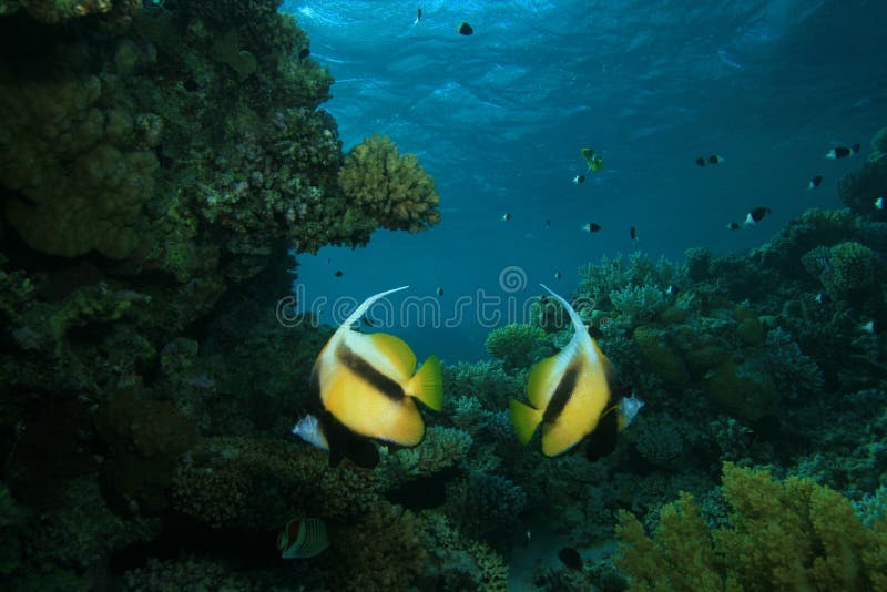 Pair of Red Sea Bannerfish stock image. Image of pair - 10990219