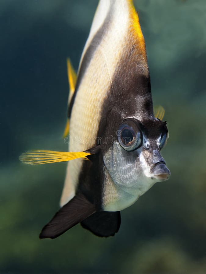 Red Sea Bannerfish stock photo. Image of underwater, ocean - 17228998