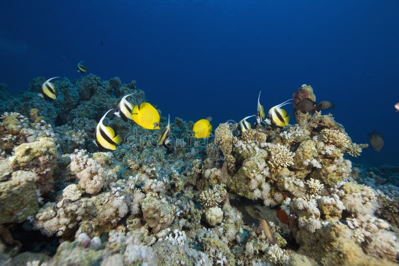 Pair of Red Sea Bannerfish stock image. Image of pair - 10990219