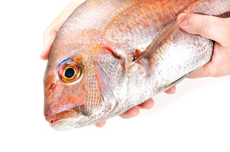 Red sea bream stock photo. Image of diet, seafood, squama - 23123650