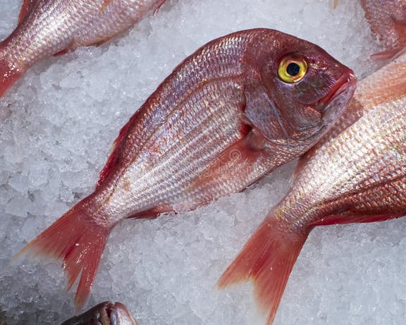 16+ Fresh red bream fish Free Stock Photos - StockFreeImages
