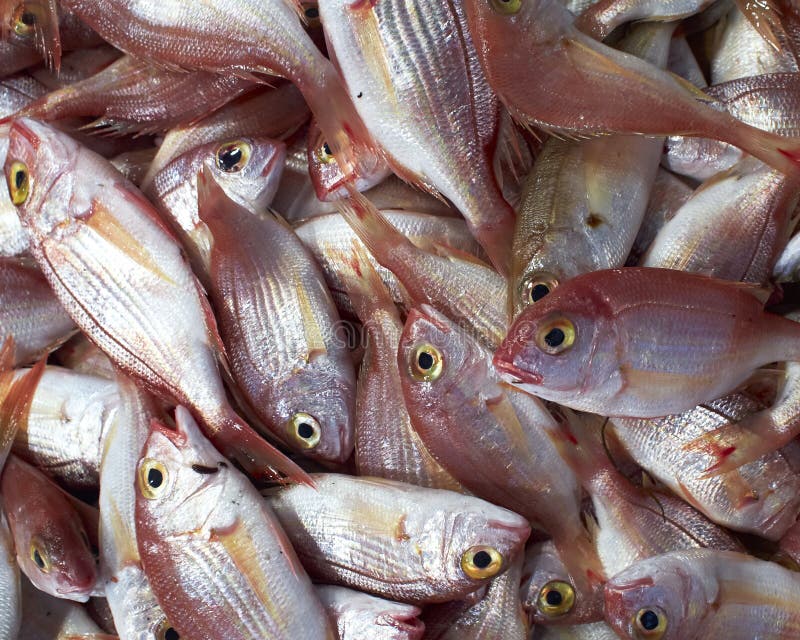 Two Red Sea Bream Fish Heads in the Ice Stock Photo - Image of cook ...