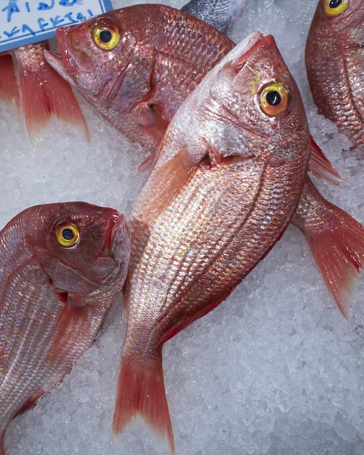 Two Red Sea Bream Fish Heads in the Ice Stock Photo - Image of cook ...