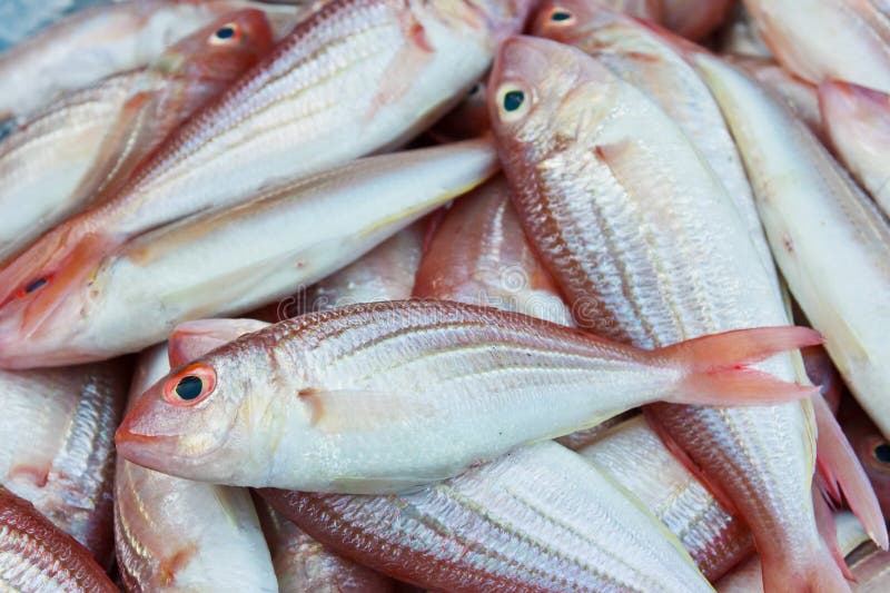 Red Sea Bream Fish Stock Images - Download 2,581 Royalty Free Photos