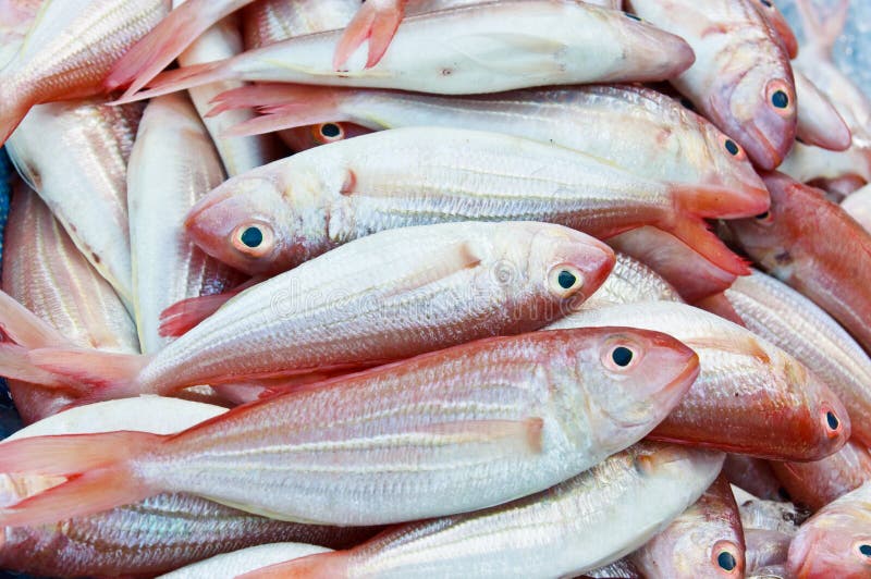 Common Pandora Fish Stock Photos - Free & Royalty-Free Stock Photos ...