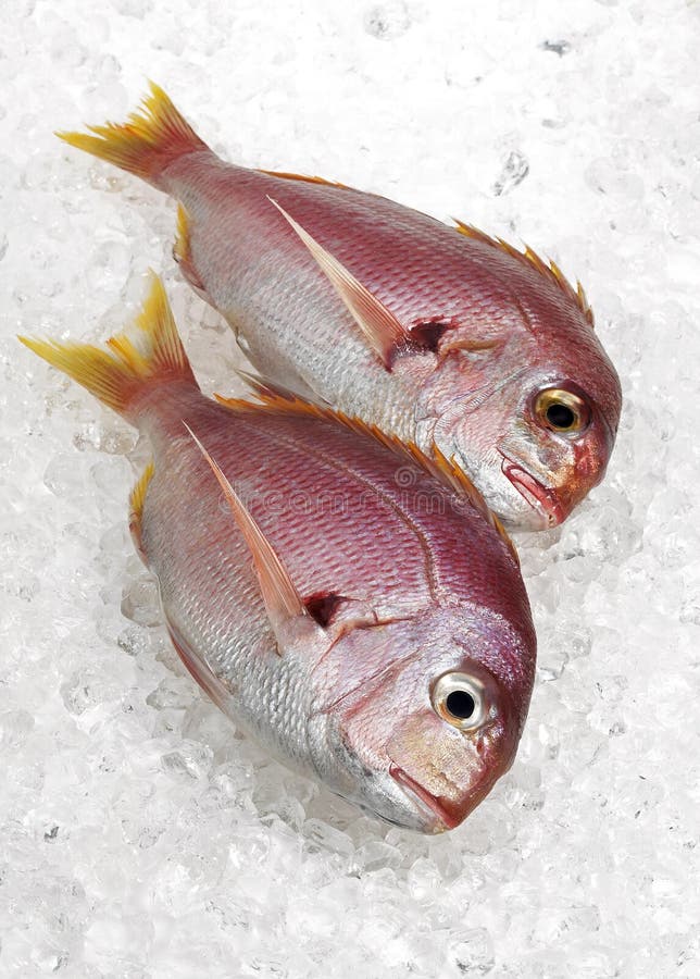 Red Sea Bream, Pagellus Bogaraveo, Fresh Fish on Ice Stock Photo ...