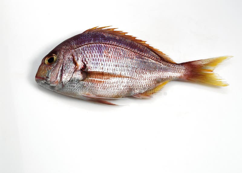 Red Sea Bream, Pagellus Bogaraveon, Fresh Fish Against White Background ...