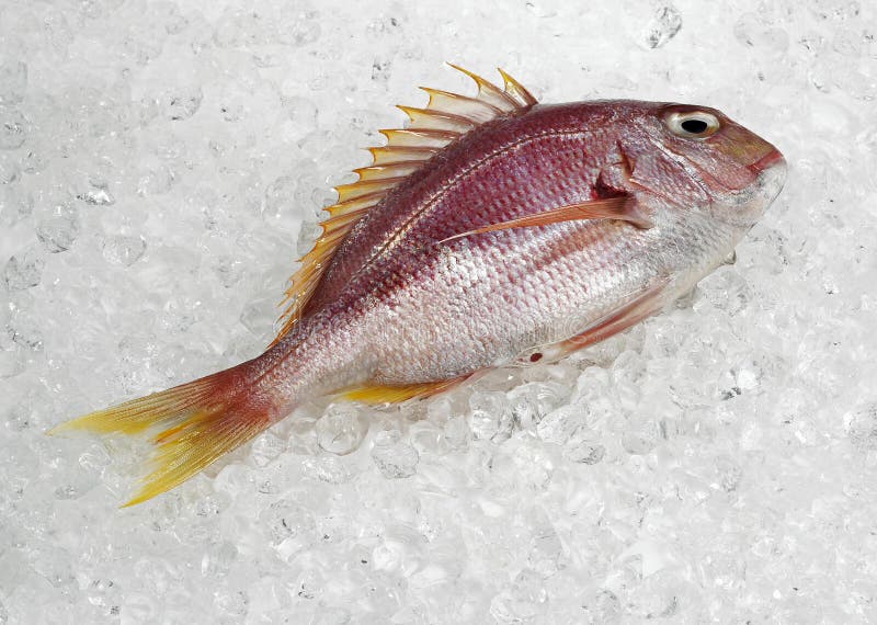 Red Sea Bream, Pagellus Bogaraveon, Fresh Fish Against White Background ...