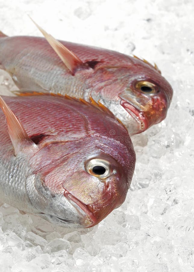 Red Sea Bream, Pagellus Bogaraveon, Fresh Fish on Ice Stock Image ...