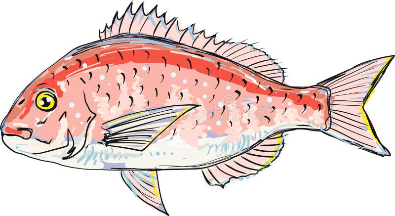 Red Sea Bream Vector Sketch Illustration Clip-art Stock Vector ...