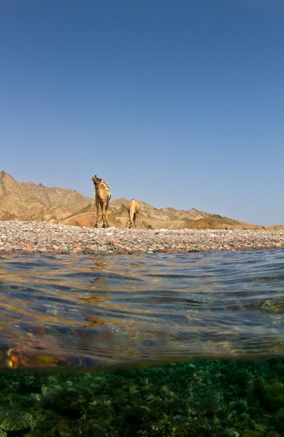 Red sea Camels stock image. Image of diving, animal, tropical - 22623783