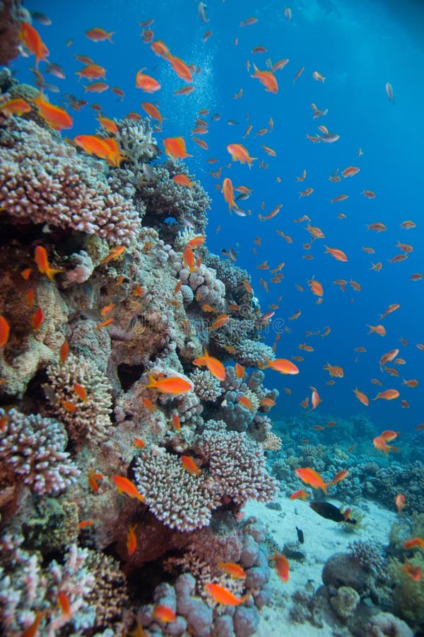 Red Sea coral Reef stock image. Image of corals, dahab - 292579475