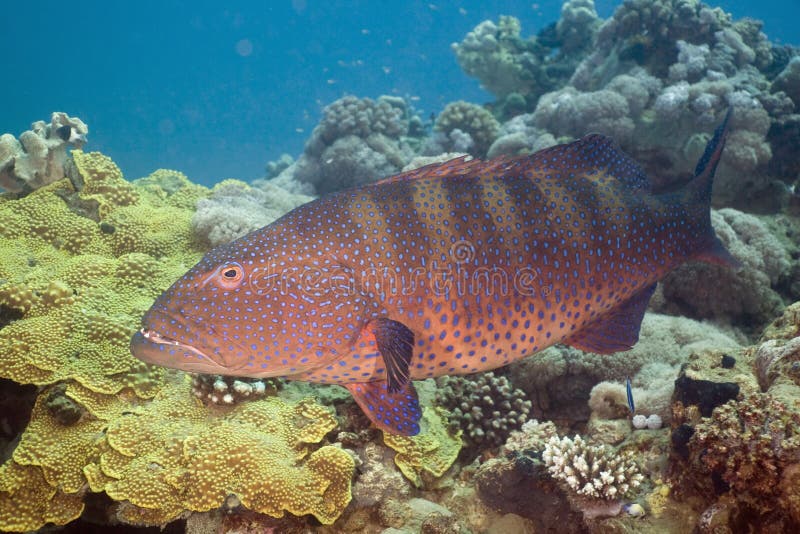 Red Sea Coralgrouper (plectropomus Pessuliferus) Picture. Image: 5351677