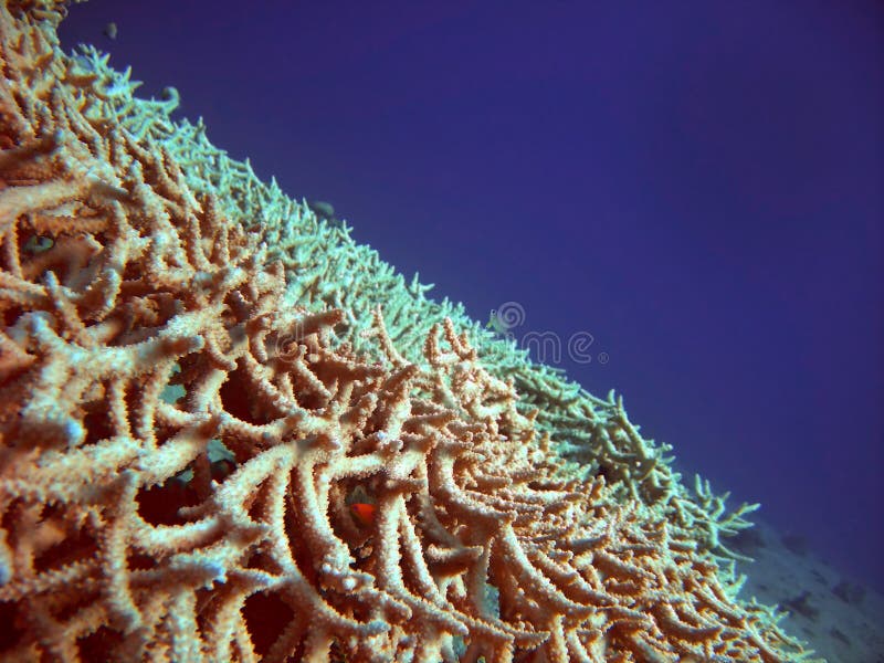 Red sea corals stock photo. Image of tropic, corals, dive - 16430560