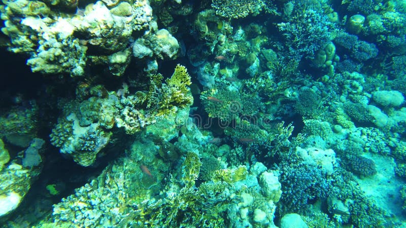 Red Sea Corals Close-up Sinai Stock Video - Video of coral, fishes ...