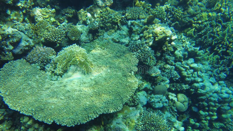 Red Sea Corals Close Up. Underwater Life Stock Footage - Video of swim ...