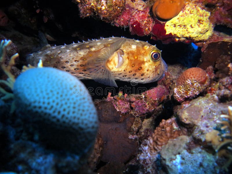 Red Sea Corals stock image. Image of coral, animals - 124963347