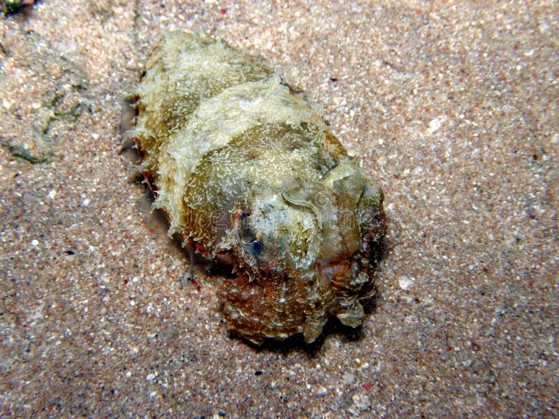 Red Sea Cuttlefish stock photo. Image of depth, ocean - 17613730