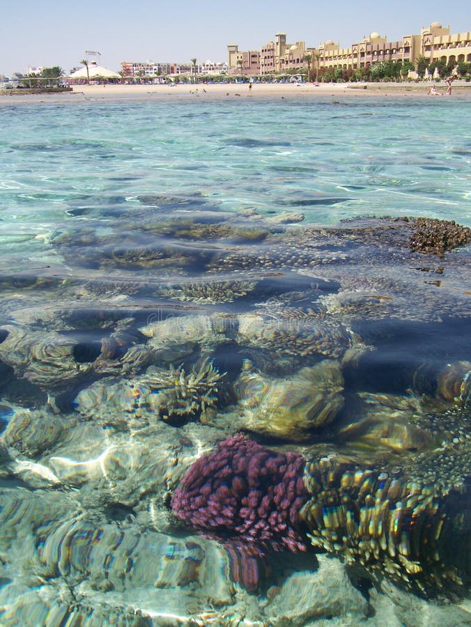 Red sea, Egypt stock photo. Image of leave, egypt, water - 12137900