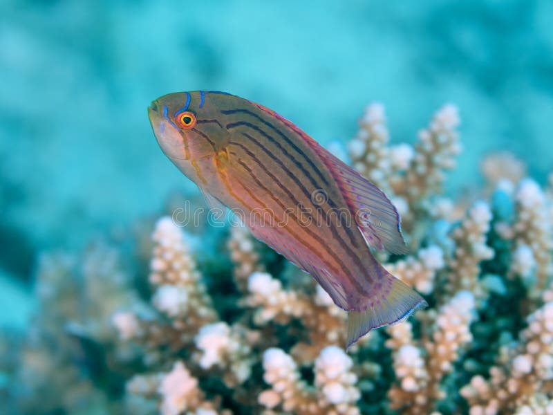 Red sea flasher wrasse stock photo. Image of egypt, vivid - 31180012