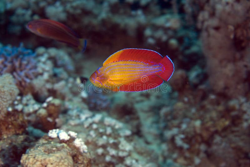 Red Sea Flasher Wrasse (paracheilinus Octotaenia) Stock Photo - Image ...