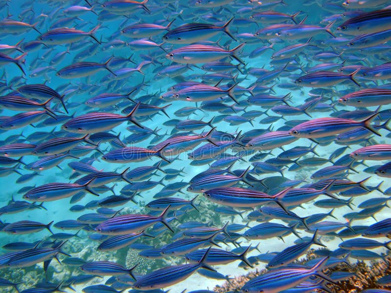 Red Sea Fusilier stock photo. Image of reef, white, bubbles - 7442564
