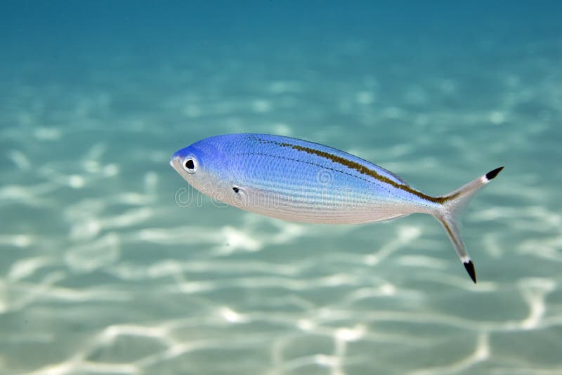 Red Sea Fusilier (caesio Suevica) Stock Image - Image of white, bubbles ...