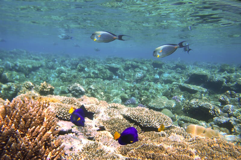 Red Sea marine life stock image. Image of coral, scuba - 2934773