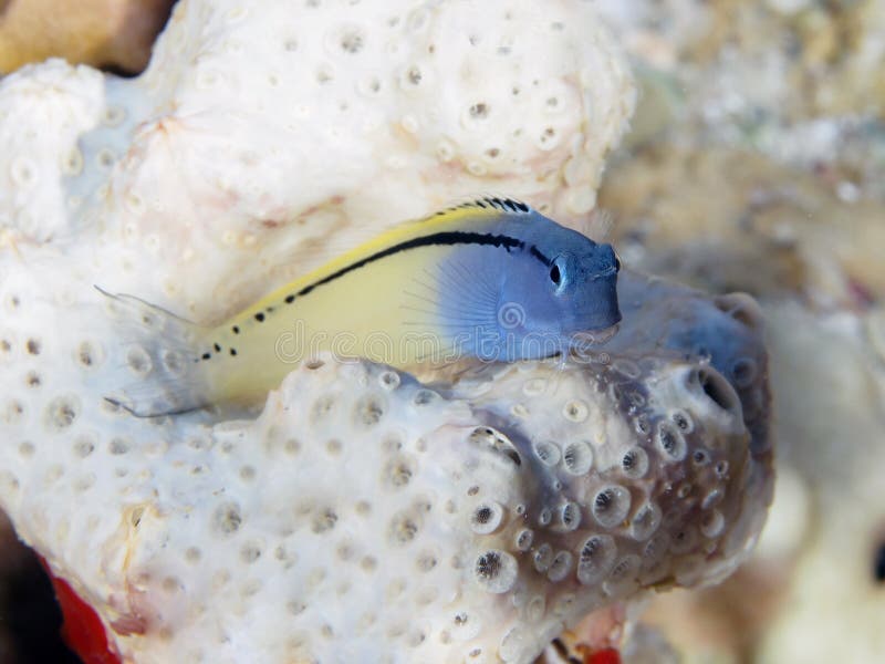 Colorful blenny fish stock image. Image of fish, colorful - 11552131