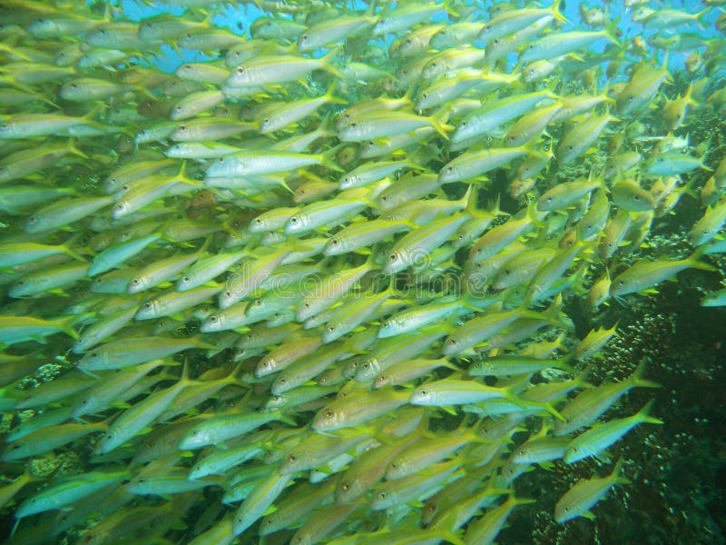 Red sea Mullet stock photo. Image of fishes, funny, fish - 25573612