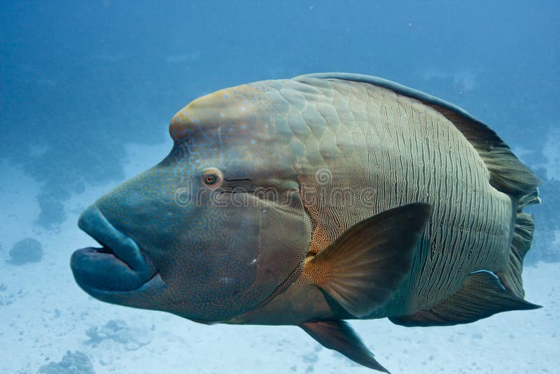 Red Sea. Napoleon Fish stock image. Image of fish, saltwaterfish - 63673757