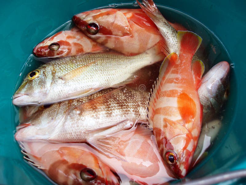Red sea perch stock image. Image of feeding, little, catch - 10729013