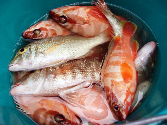 Red sea perch stock image. Image of feeding, little, catch - 10729013