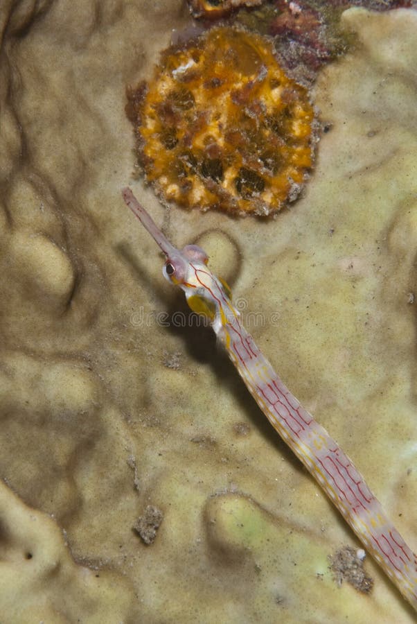 Red Sea pipefish. stock image. Image of line, vertical - 14707779