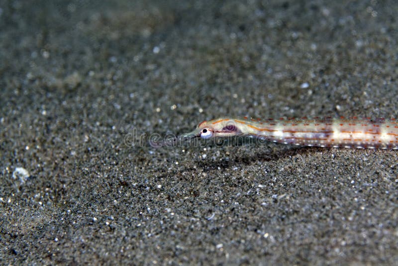 Red Sea Pipefish (corythoichthys Sp.) Stock Photo - Image of life, view ...