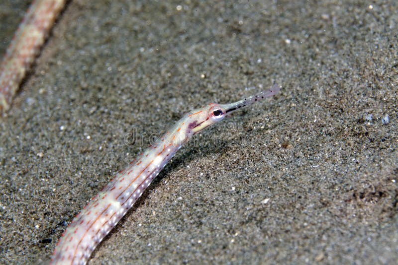 Red Sea Pipefish (corythoichthys Sp.) Stock Image - Image of saltwater ...