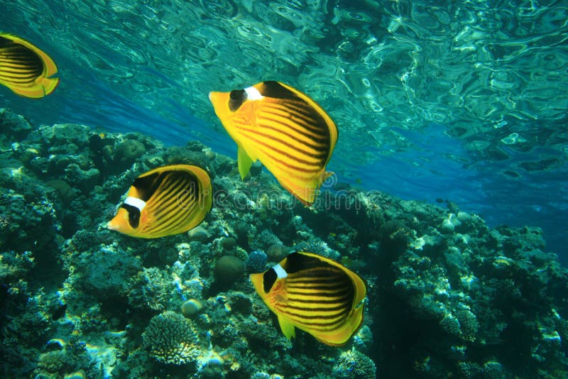 Red Sea Raccoon Butterflyfish Stock Image - Image of school, fasciatus ...