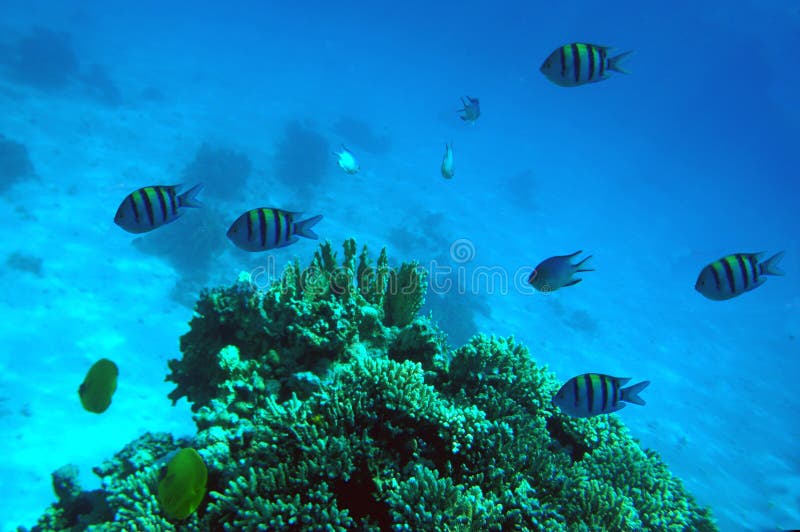 Red Sea realm stock image. Image of pristine, rich, transparence - 2934625