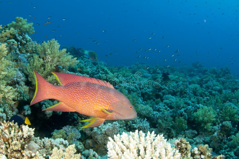 Red sea rock cod fish stock image. Image of environment - 24556923
