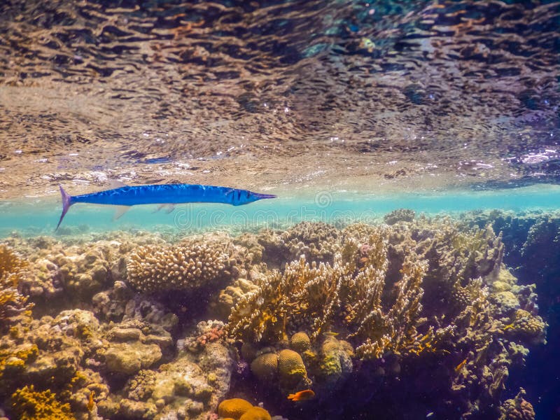 Red Sea Rooster Fish Close the Water Surface in Shallow Water Stock ...